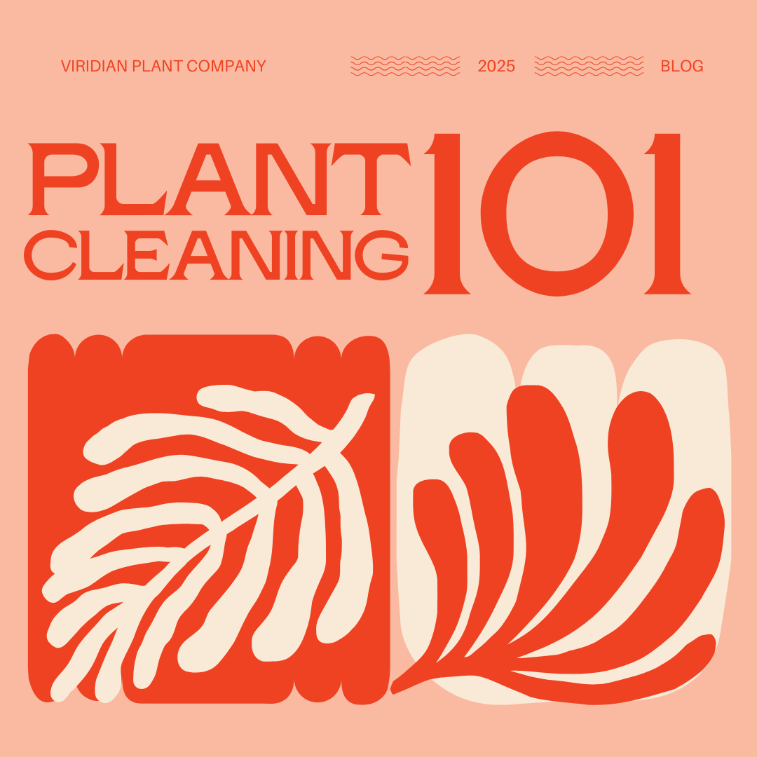 Plant Cleaning 101 – Viridian Plant Co