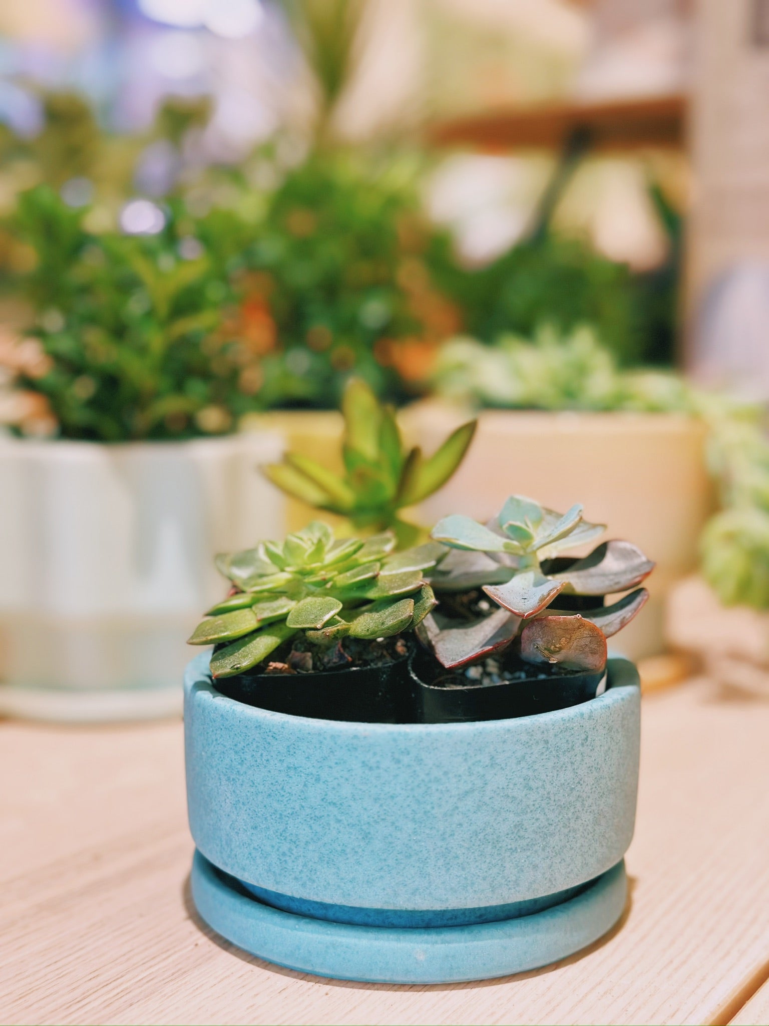 4.5" Gemstone Low Bowls – Viridian Plant Co