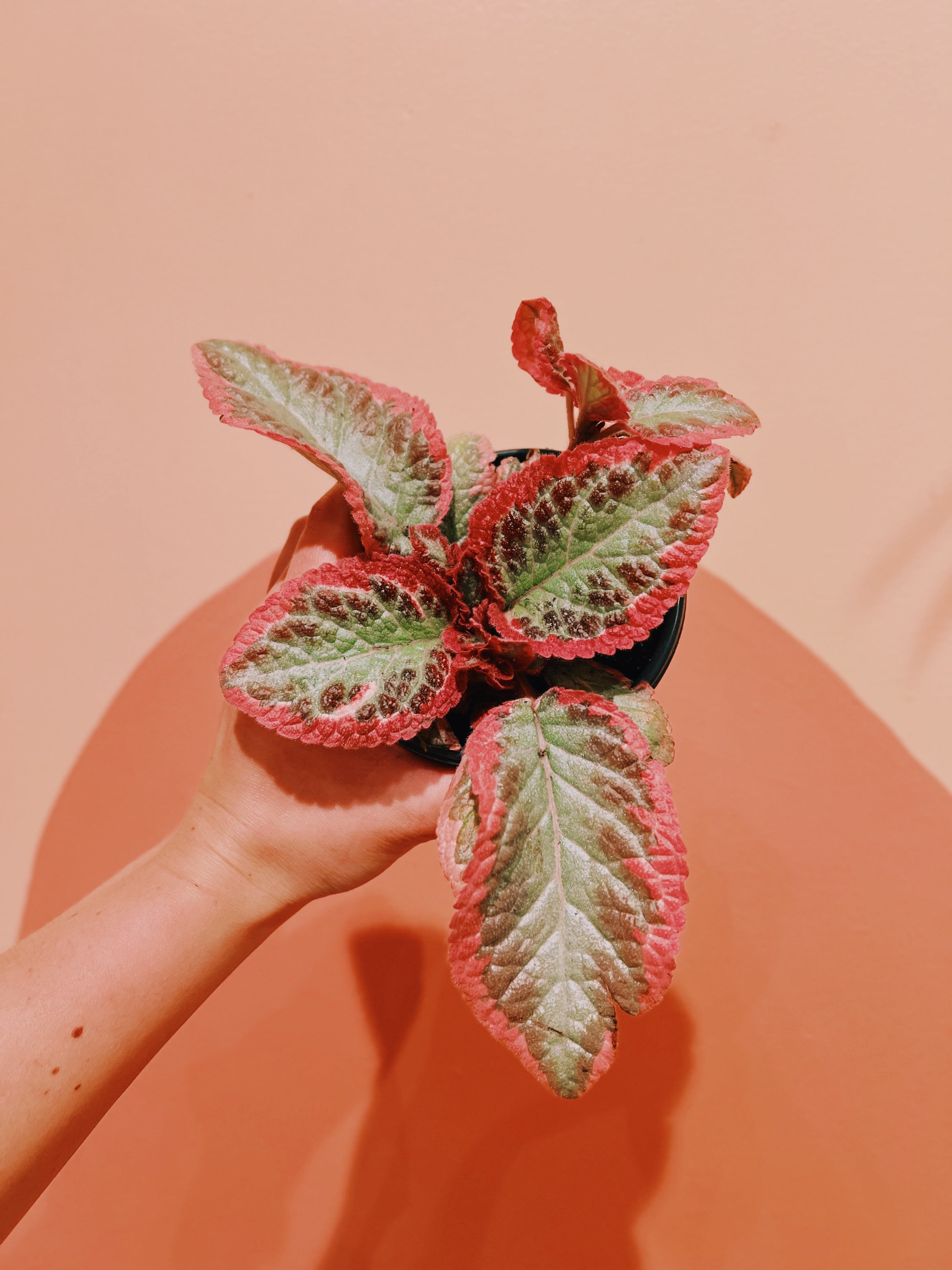 4" Episcia Cupreata 'Cleopatra' – Viridian Plant Co