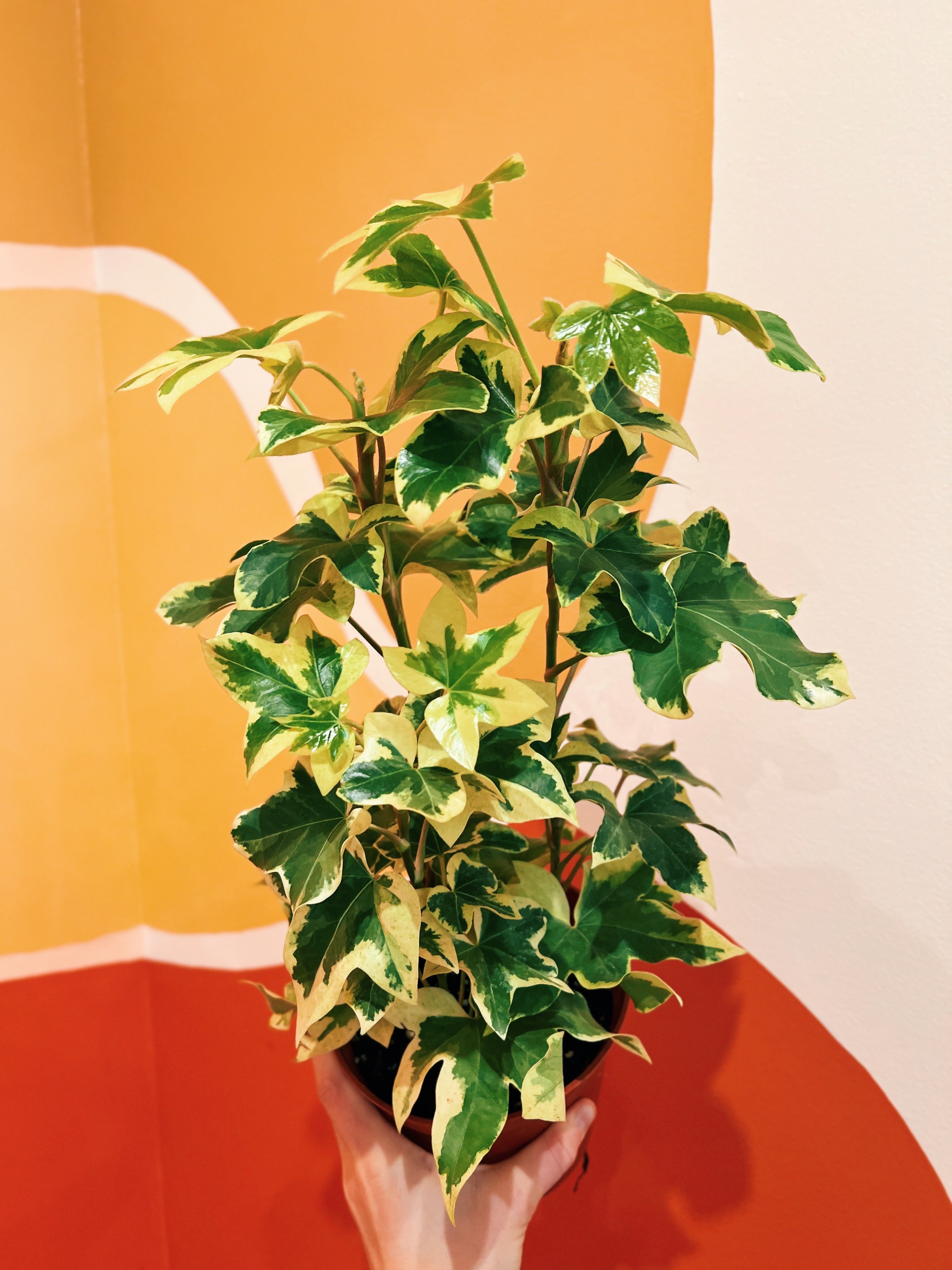 6" Pia Tree Ivy – Viridian Plant Co