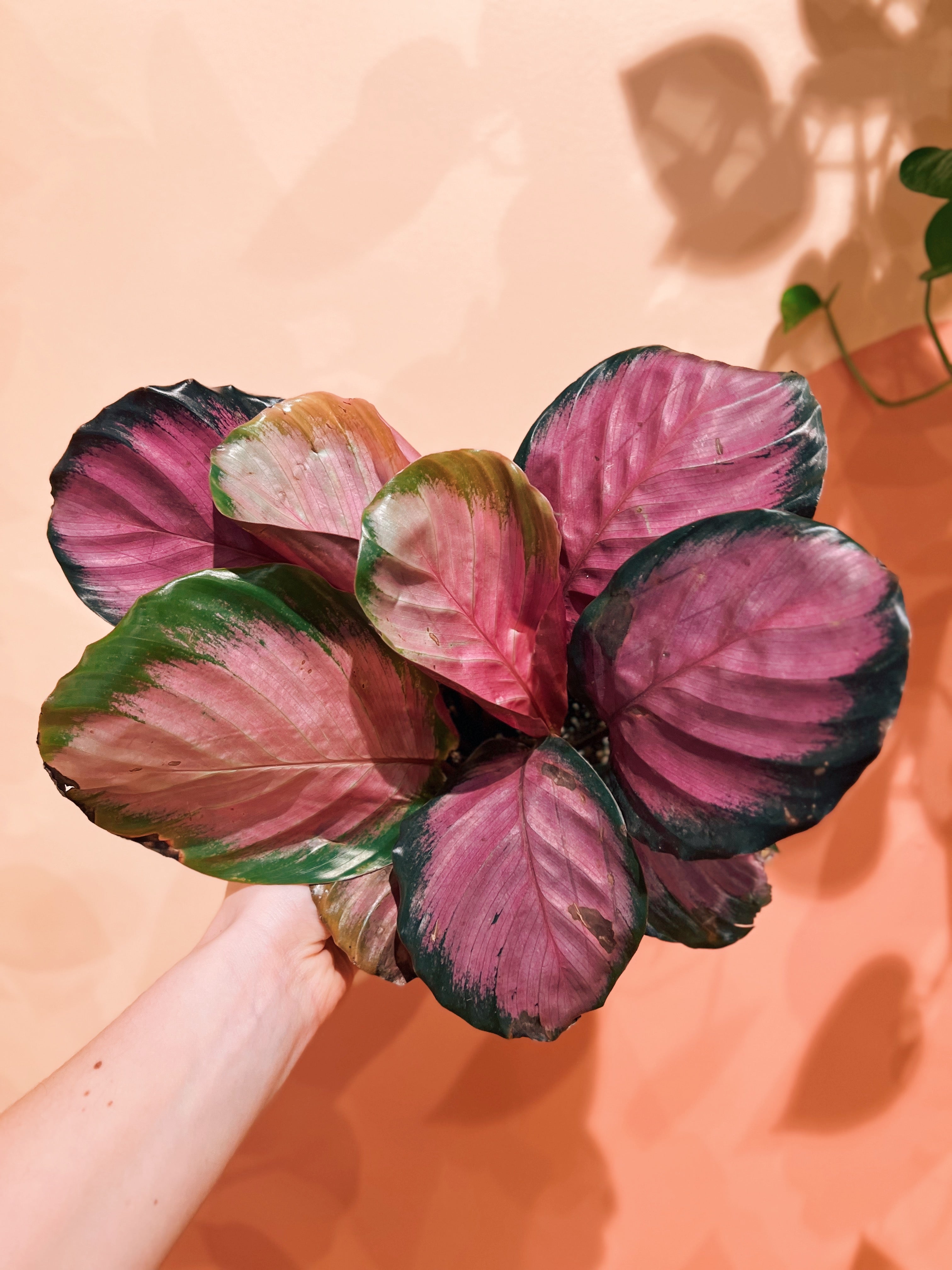 6" Calathea Roseoptica 'Pink Star' – Viridian Plant Co
