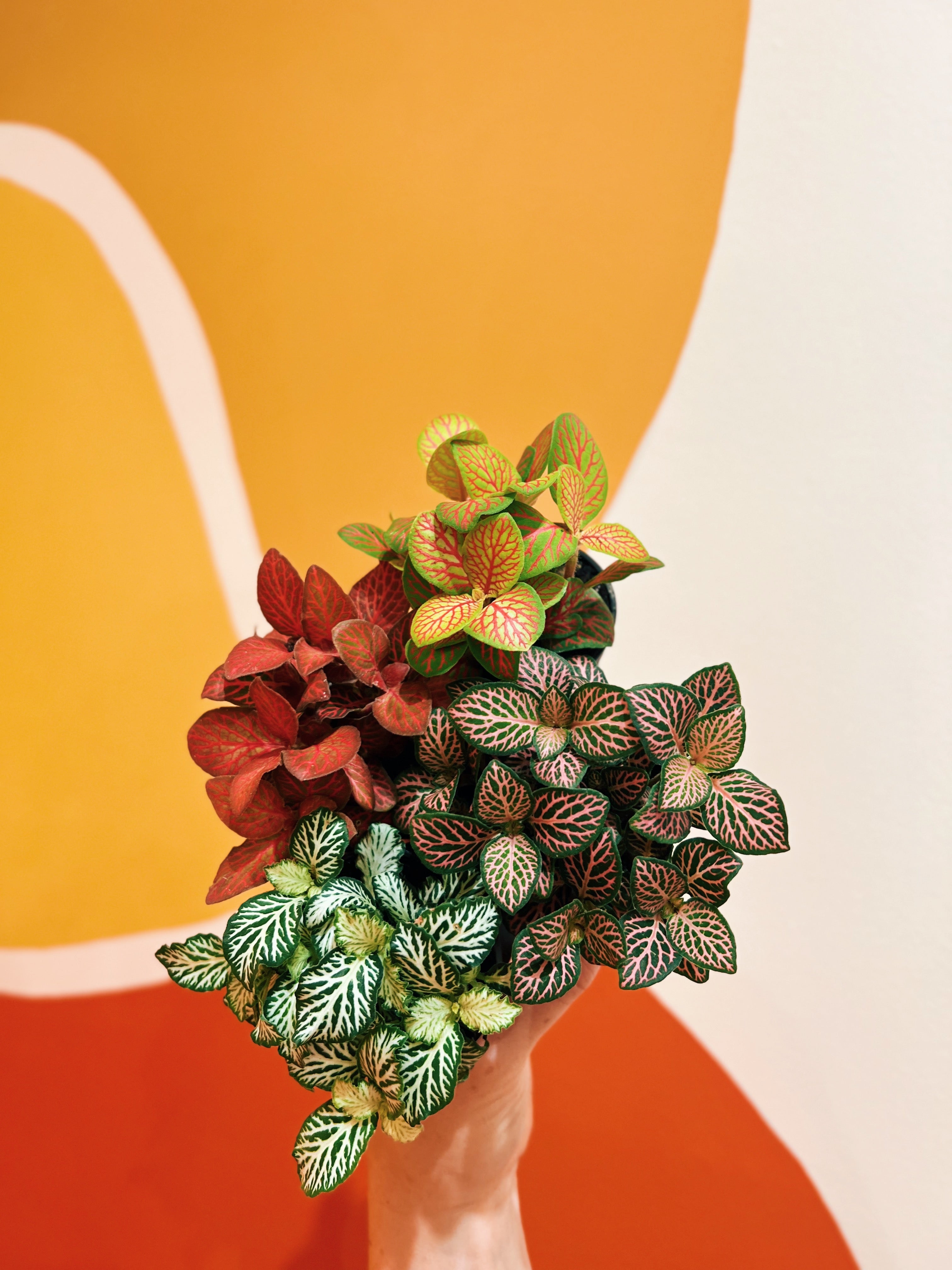2" Assorted Premium Fittonia – Viridian Plant Co