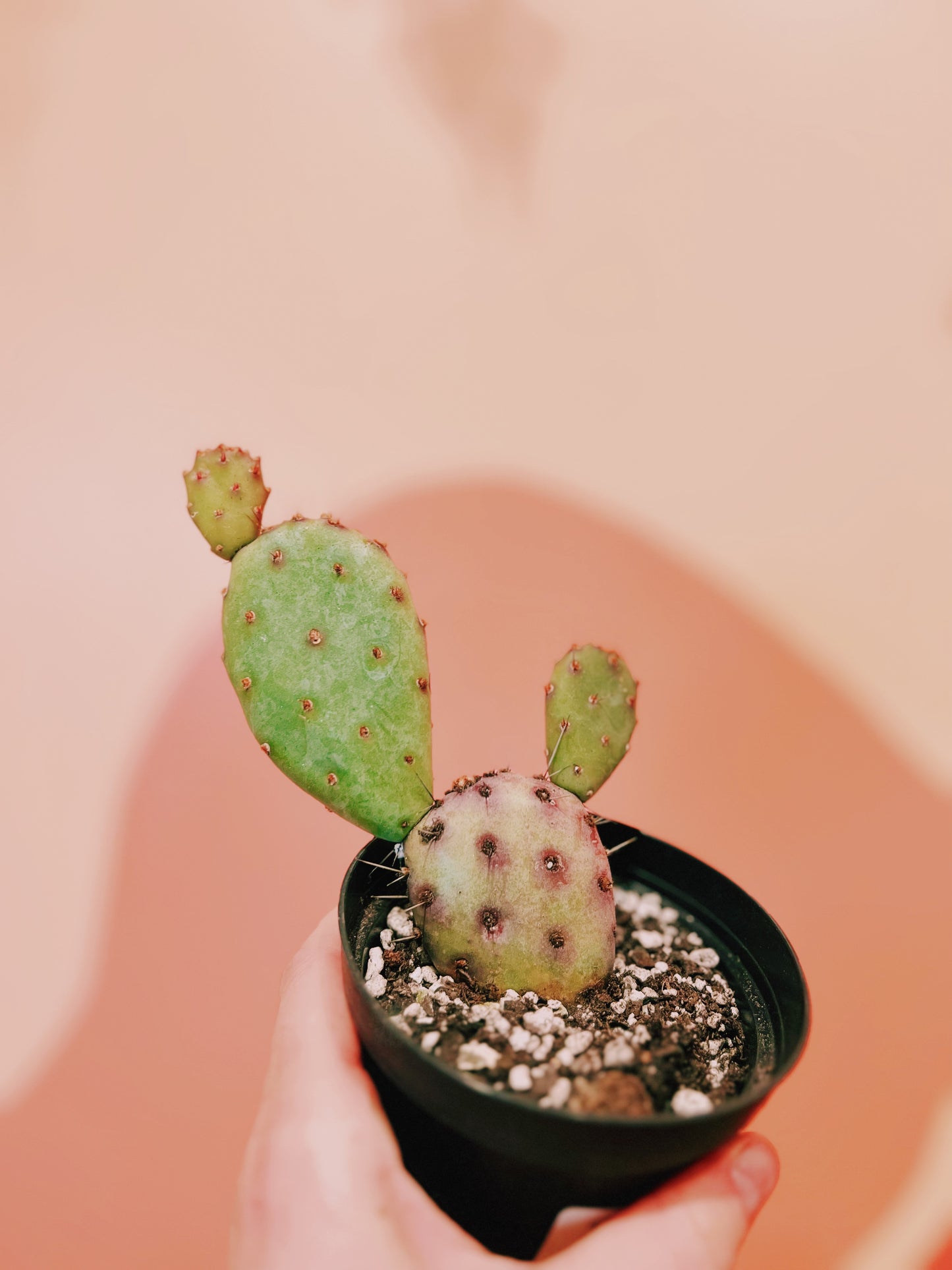 4" Baby Rita Cactus – Viridian Plant Co