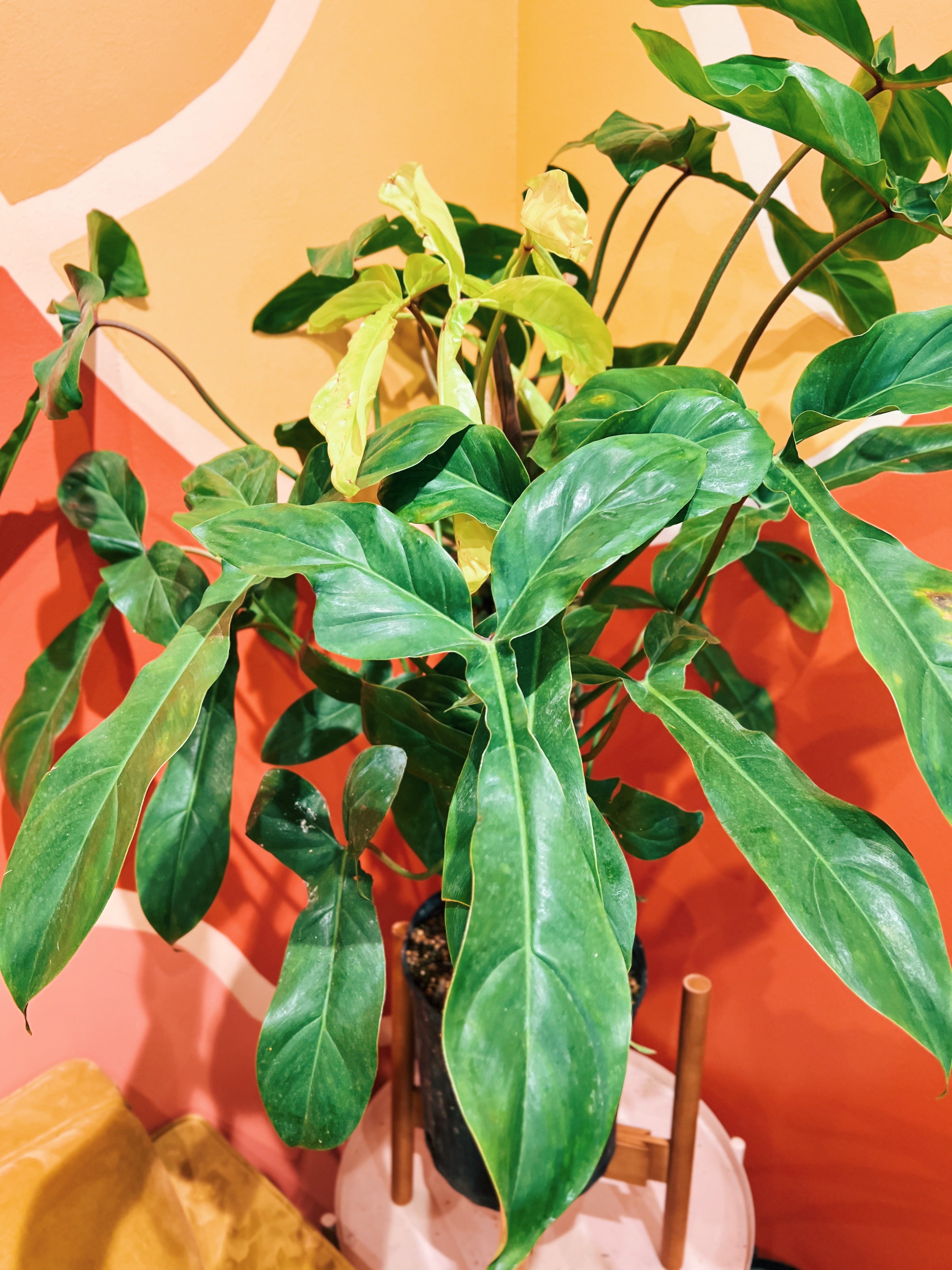 8" Philodendron '69686' - Pole – Viridian Plant Co